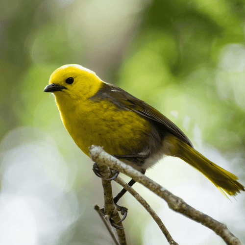 Native Birds of NZ - MyNativeForest